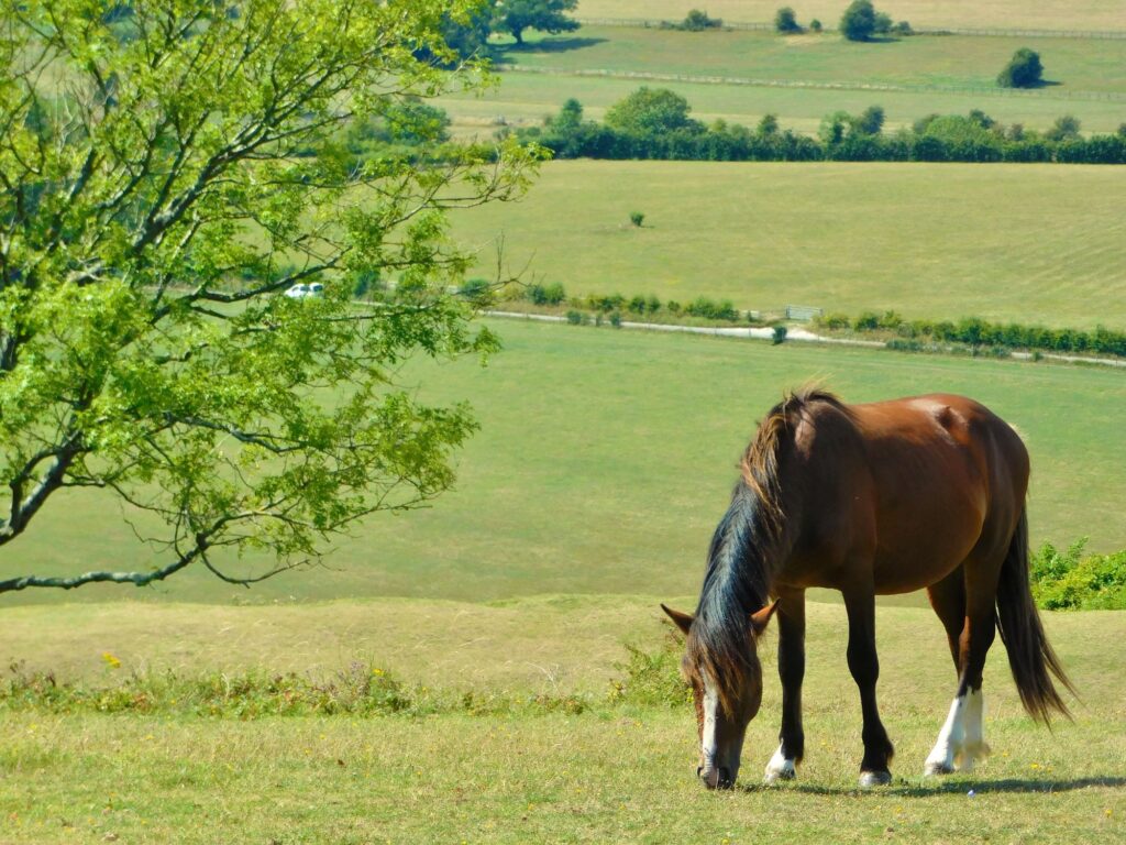 Healthy Horse, Healthy Land, Healthy Water Workshop - TAP